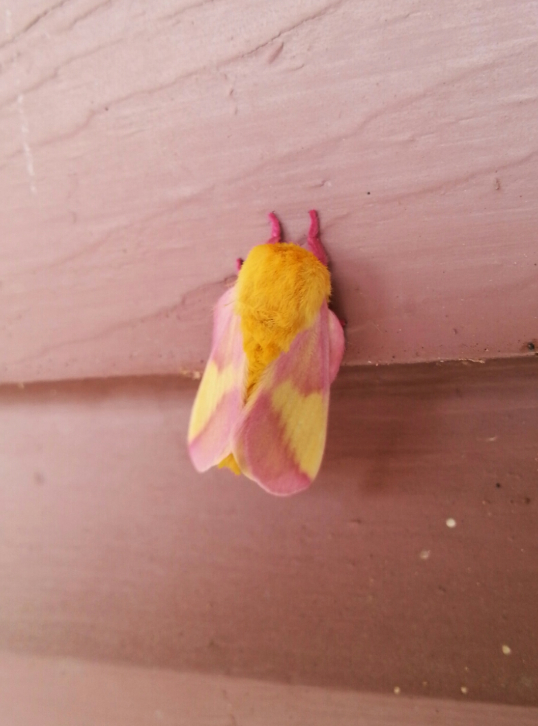 Rosy Maple Moth – The Withywindle Nature Blog