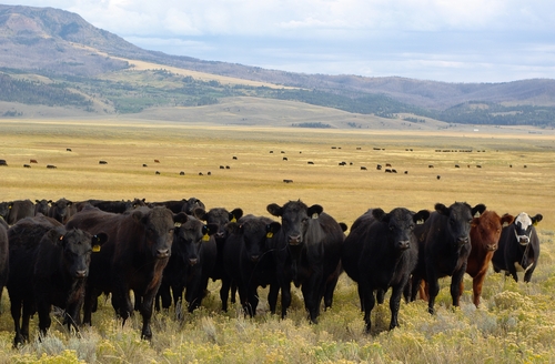Wolves and Ranching – The Withywindle Nature Blog