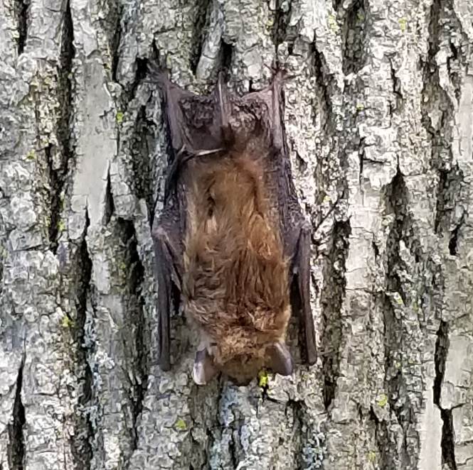 Little Brown Bat | The Withywindle Nature Blog